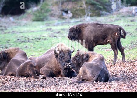 European bison | usage worldwide Stock Photo - Alamy