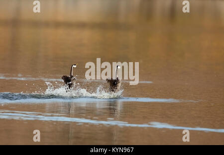 Western Grebes (Aechmophorus occidentalis) from Delta County, Colorado ...