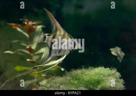 Scalar fish in aquarium Stock Photo - Alamy