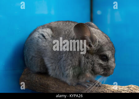 Scalar fish in aquarium Stock Photo - Alamy