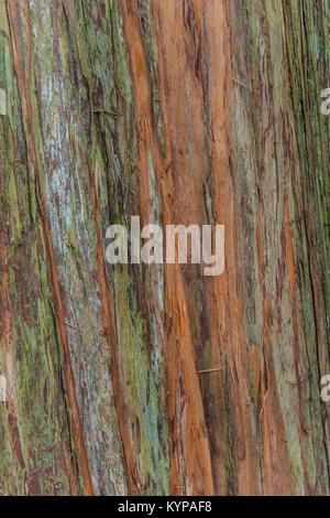 The bark on the trunk of an Himalayan juniper (Juniperus recurva Stock ...