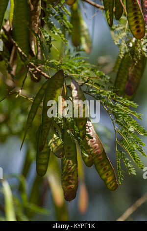 Seed pods of the Acacia tree Stock Photo: 15435580 - Alamy