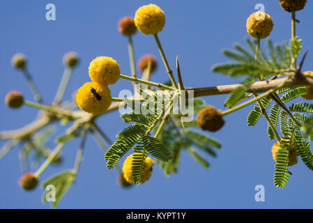 Flowers of acacia tree. Vachellia nilotica ( Babool ) tree with Flowers ...