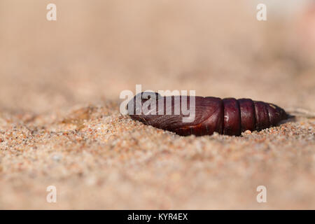 Pine Hawk moth pupae (Sphinx pinastri) next to conifer comb Stock Photo ...