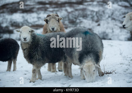 Traditional Herdwick sheep and ram in the Lake District National Park ...