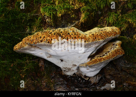 OAK BRACKET fungus - Inonotus dryadeus - at base of a an Oak tree in ...