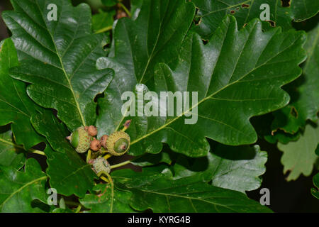 Quercus petraea buds Stock Photo - Alamy