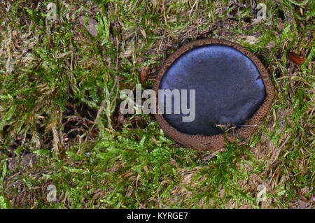 Black Bulgar (Bulgaria inquinans). Fungus growing on a log of dead ...
