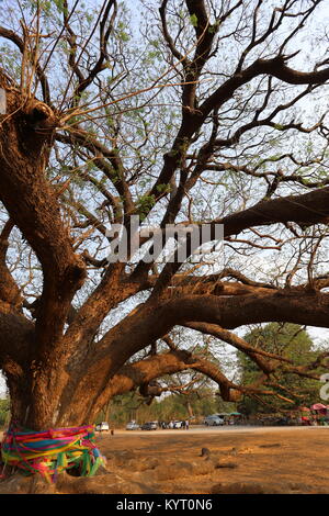 The Giant Rain Tree (chamchuri) near Kanchanaburi is visited daily by ...