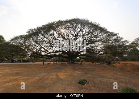 The Giant Rain Tree (chamchuri) near Kanchanaburi is visited daily by ...