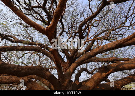 The Giant Rain Tree (chamchuri) near Kanchanaburi is visited daily by ...
