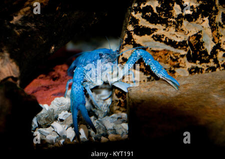 red swamp crawfish (Procambarus clarkii) poised for attack in the ...