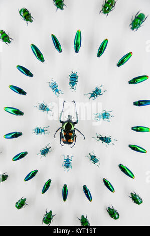 Insect bug display Stock Photo - Alamy