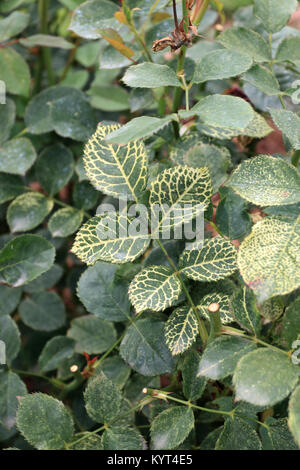 Rose Mosaic Virus on rose leaves Stock Photo - Alamy