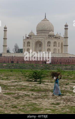 india, Uttar Pradesh, Agra farmer carrying crop load through field ...