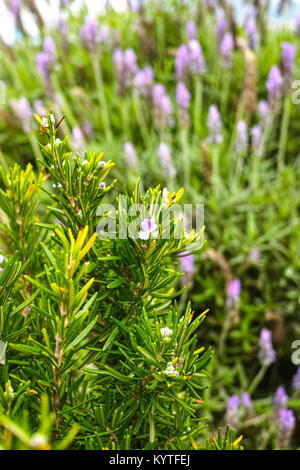 Rosmarinus officinalis, grown as a Hedge rosemary rosemarys hedges in ...