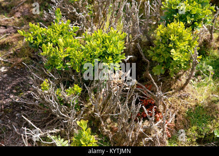 box blight,buxus hedge,box hedge,diseased,damage,damaged,blighted ...