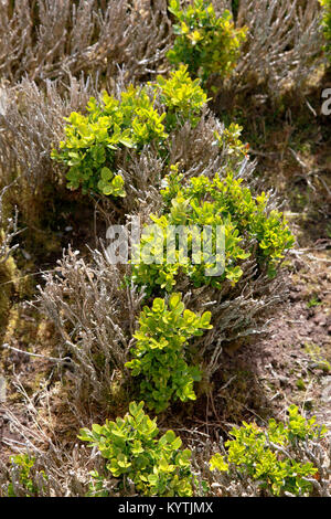 box blight,buxus hedge,box hedge,diseased,damage,damaged,blighted ...