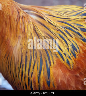 Buff Sussex Cockerel Stock Photo - Alamy