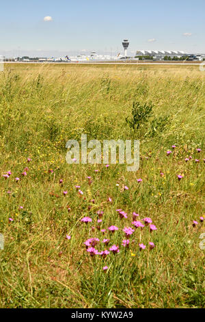 overview, grass, weed, nature, view, aircraft, airplane, plane ...