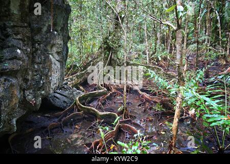 Rainforest flora in Palawan island, Philippines. Tropical karst ...