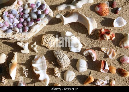 Cowrie Sea Shells Philippines Stock Photo - Alamy