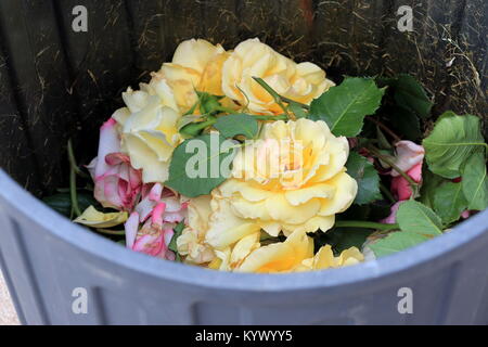 Roses in a rubbish bin Stock Photo - Alamy