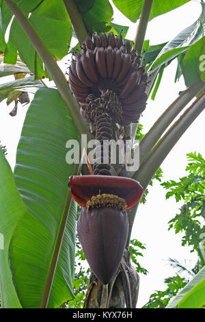 Red dacca bananas (Musa acuminata) growing on tree, Spice farm ...