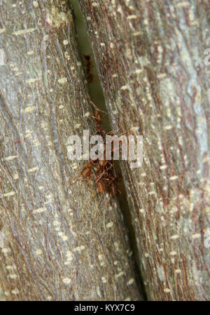 Durian fruit at tree in Zanzibar Africa Stock Photo - Alamy