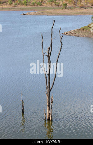 Dead hydroponic trees in Lake Kariba just before sunrise, Zimbabwe ...