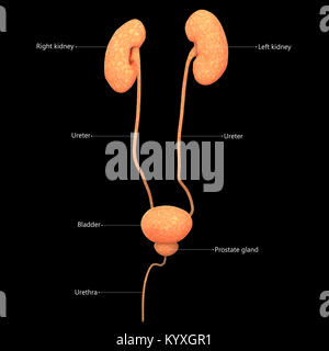 Male Urinary System Bladder Label Design Anatomy Stock Photo - Alamy