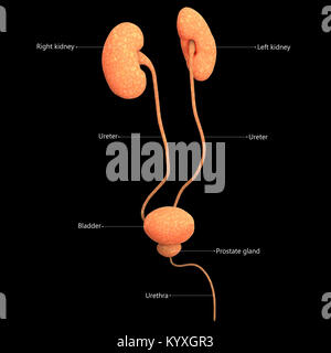 Male Urinary System Bladder Label Design Anatomy Stock Photo - Alamy