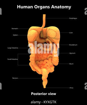 Human Digestive System Label Design Anterior view Anatomy Stock Photo ...