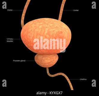 Kidney Bean Label Stock Photo - Alamy