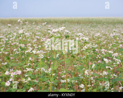Beautiful scenery of large buckwheat field showing white buckwheat ...