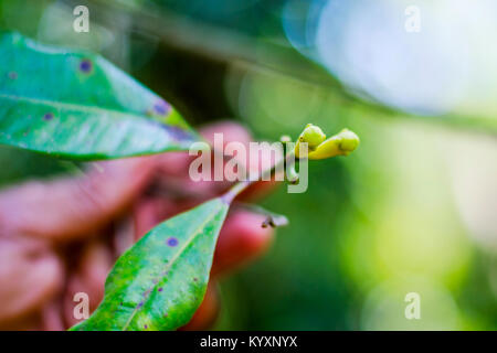 Cloves on a Clove Tree (Syzygium aromaticum), Bali, Indonesia Stock ...