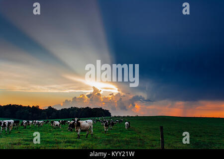 A group of cows grazing on a grassy hill near the seashore in Tarifa ...