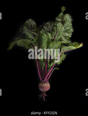 A single Beetroot vegetable shot against a white background Stock Photo ...