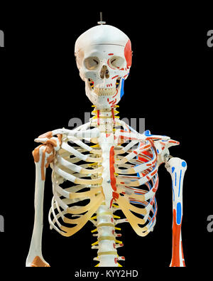 Isolated upper half of human skeleton on white Stock Photo - Alamy