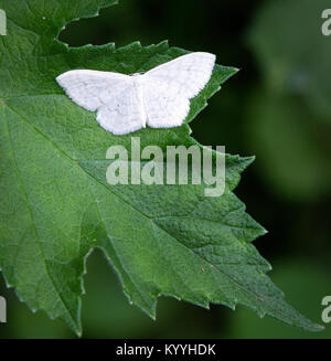 Satin Wave moth Sterrha subsericeata a glossy white species resting on ...