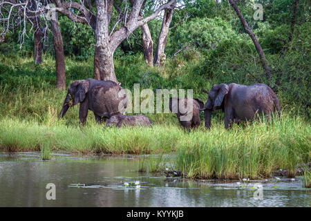 African bush elephant in Mapunguwe national park, South Africa ; Specie ...