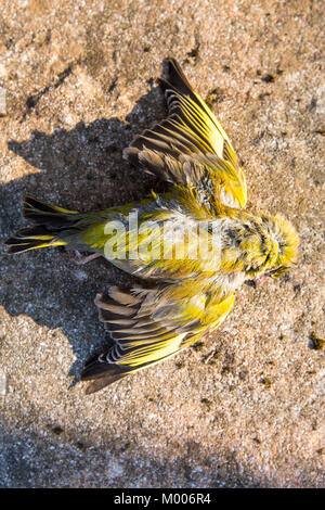 dead yellow finch Stock Photo: 26738986 - Alamy