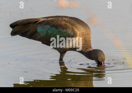 An Hadada Ibis feeding at a waterhole in the Masai Mara, Kenya Stock ...