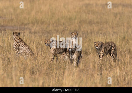 An unusually large group of five young male cheetahs (a coallition ...