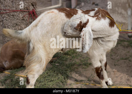 Arabian goats of the deserts of the Dubai, captured on the occasion of ...