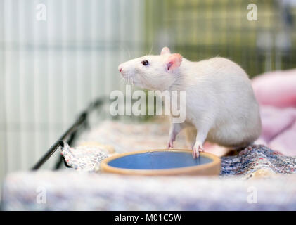 Fancy Rat, Pet Rat (Rattus norvegicus forma domestica). Albino eating ...
