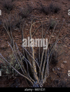 Coachwhip, Saguaro National Park, Sonora desert, Arizona, Usa Stock ...