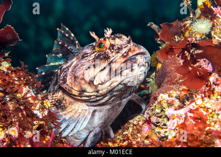 A female Cabezon game fish rests atop an underwater reef in Southern ...