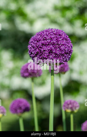 Allium giganteum flower in a garden, New York Botanical Garden, Bronx ...
