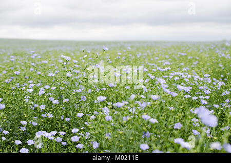 Linseed oil, flax, agricultural crop crops in field fields crop blue ...